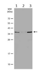 PEX19抗体[EPR9266(B)] (ab137072)| Abcam中文官网