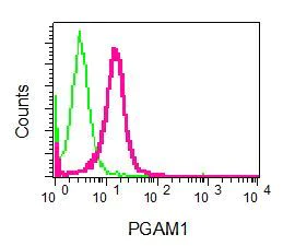 Anti-PGAM1 antibody [EPR8042] - BSA and Azide free (ab248342) | Abcam