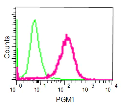 Anti-PGM1 antibody [EPR15240] (ab188869) | Abcam