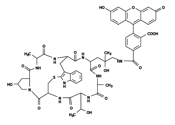 Phalloidin-iFluor 488 Reagent. F-actin stain. (ab176753) | Abcam