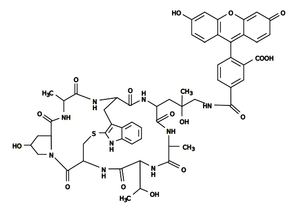Phalloidin FITC Reagent (ab235137) | Abcam