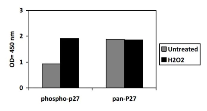 Phospho-p27 KIP 1 (T198) and Total p27 KIP 1 ELISA Kit (ab279876) | Abcam