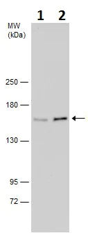 Anti-Phospholipase C beta 3/PLCB3 antibody (ab228794) | Abcam