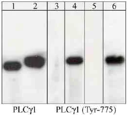 Phospholipase C gamma 1/PLC-gamma-1抗体[M156] (ab41433)| Abcam中文官网