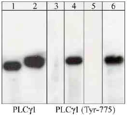 Phospholipase C gamma 1/PLC-gamma-1(磷酸化Y775)抗体 (ab41434)| Abcam中文官网