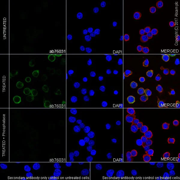 Anti-Phospholipase C gamma 1/PLC-gamma-1 (phospho Y783) antibody [EP1898Y] (ab76031) | Abcam