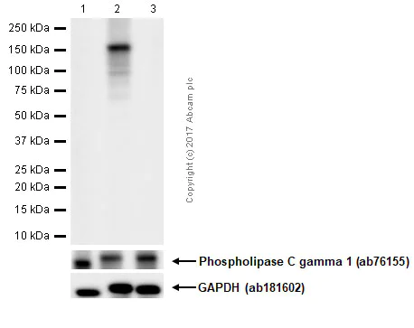 Anti-Phospholipase C gamma 1/PLC-gamma-1 (phospho Y783) antibody [EP1898Y] (ab76031) | Abcam