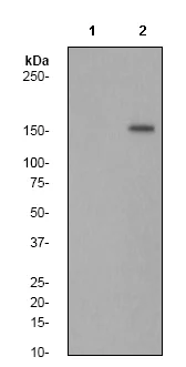 Anti-Phospholipase C gamma 1/PLC-gamma-1 (phospho Y783) antibody [EP1898Y] (ab76031) | Abcam