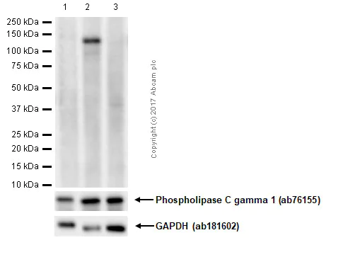 Anti-Phospholipase C gamma 1/PLC-gamma-1 (phospho Y783) antibody [EP1898Y] (ab76031) | Abcam
