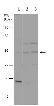 Anti-PI 3 Kinase p85 alpha antibody (ab227204) | Abcam