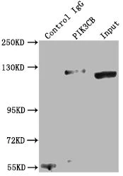 PI3 Kinase p110 beta抗体[5A9] (ab288374)| Abcam中文官网