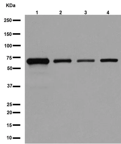 PI3K/AKT signalling pathway panel (ab283852)| Abcam中文官网