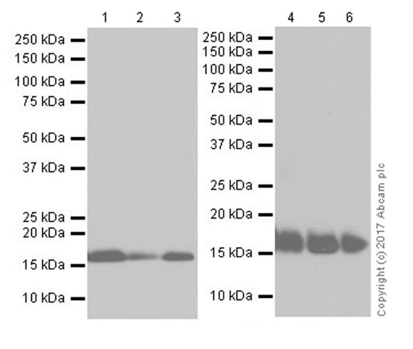 Anti-Pin1 antibody [EPR18546-317] Rabbit monoclonal (ab192036) | Abcam
