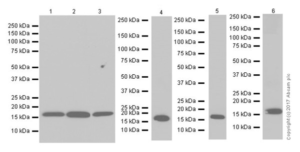 Anti-Pin1 antibody [EPR18546-317] Rabbit monoclonal (ab192036) | Abcam