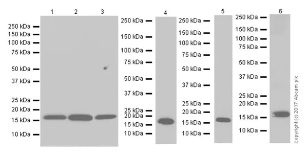 Anti-Pin1 antibody [EPR18546-317] Rabbit monoclonal (ab192036) | Abcam