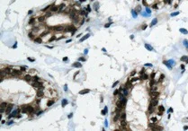 Anti-PIN4 antibody [EPR10033] (ab155283) | Abcam