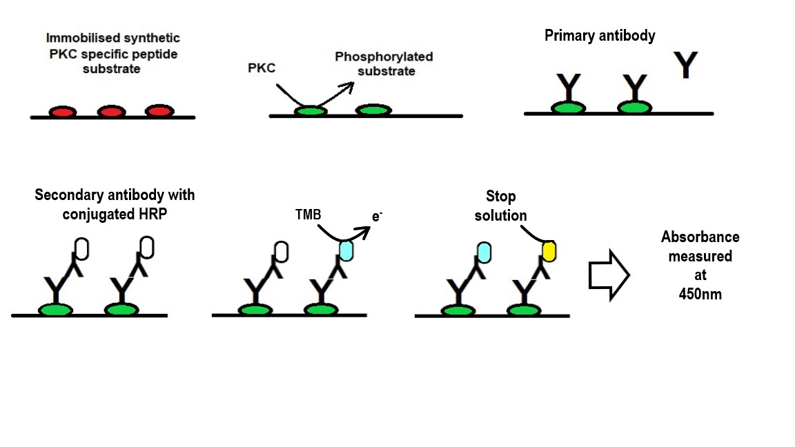 PKC Kinase Activity Assay Kit (ab139437) | Abcam