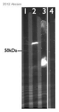 Anti-PKC zeta antibody (ab59364) | Abcam
