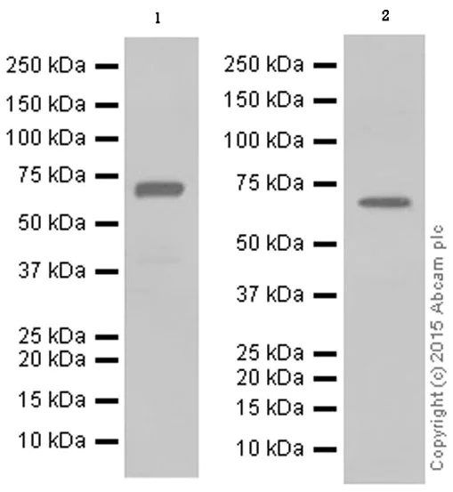 Anti-PKR antibody [Y117] (ab32506) | Abcam