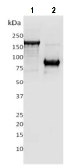 Anti-PLA2R antibody [12-6-5] (ab211490) | Abcam