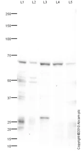 Anti-PMP70 antibody (ab85550) | Abcam