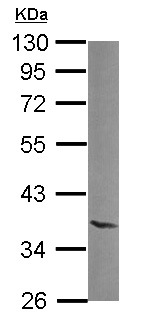 Anti-PNAD antibody (ab111710) | Abcam