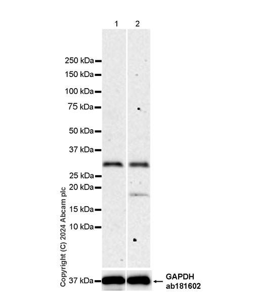 Anti-PNAD antibody [EPR28215-189] (ab318270) | Abcam