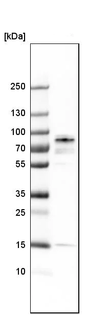 Anti-PNN/DRSP antibody (ab244250) | Abcam