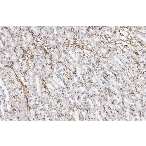 Anti-PODXL antibody [HL2047] (ab317128) | Abcam中文官网