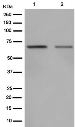 Anti-POLD3 antibody [EP9480] - BSA and Azide free (ab284835) | Abcam