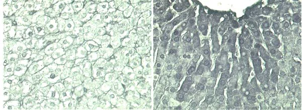 Poly (ADP-Ribose) Polymer抗体[10H] (ab14459)| Abcam中文官网
