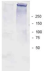 Anti-Poly (ADP-Ribose) Polymer 抗体 (ab14460) | Abcam