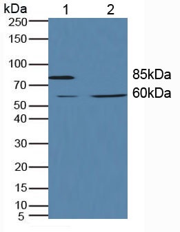 Anti-Polymeric immunoglobulin receptor/PIGR antibody (ab231675) | Abcam