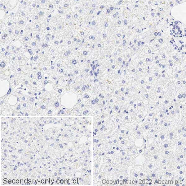 Anti-Polyoma virus, Large T antigen antibody [CM2B4] (ab307450) | Abcam