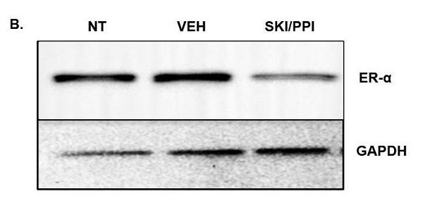 PP 1, Src family tyrosine kinase inhibitor (CAS 172889-26-8) (ab120859 ...