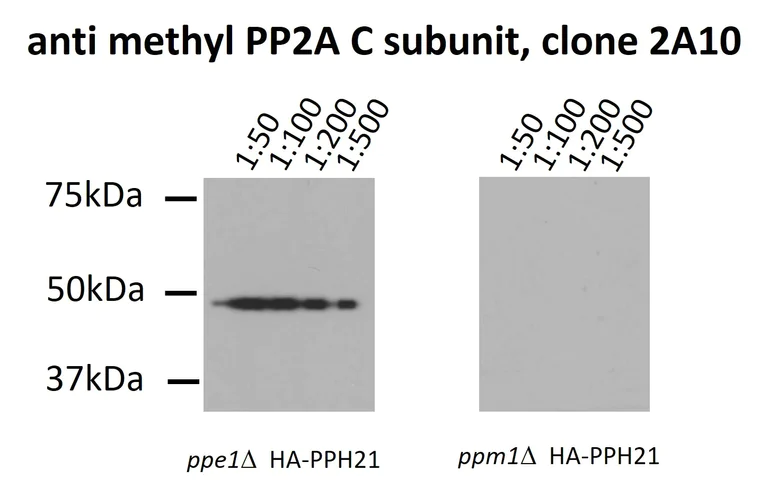 Anti-PP2A-alpha (methyl L309) antibody [2A10] (ab316373) | Abcam