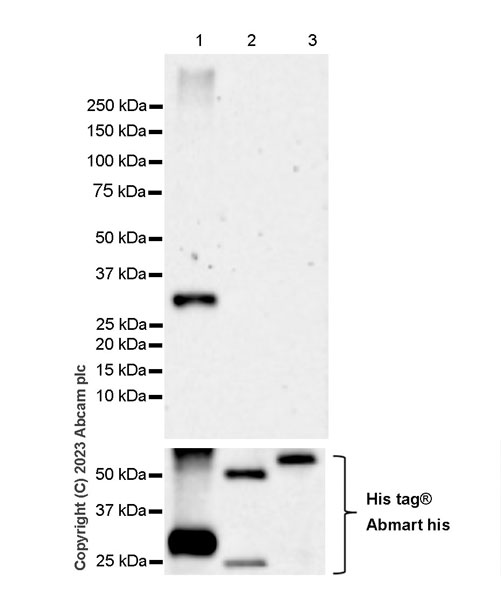 Anti-PPAR alpha antibody [EPR25861-178] 20 ul size (ab314112) | Abcam