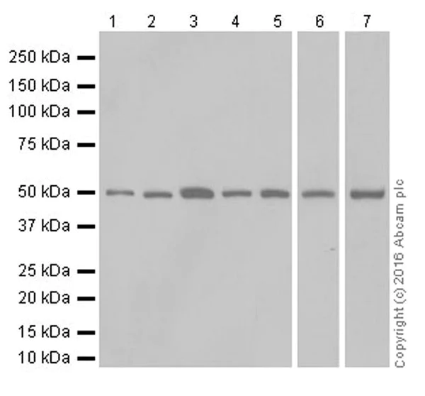 PPAR alpha + PPAR beta/delta抗体[EPR16673(2)] - BSA and Azide free ...