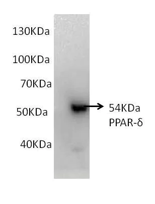 PPAR delta抗体 (ab23673)| Abcam中文官网
