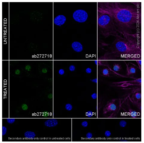 Anti-PPAR gamma antibody [EPR23297-111] - BSA and Azide free (ab273502 ...