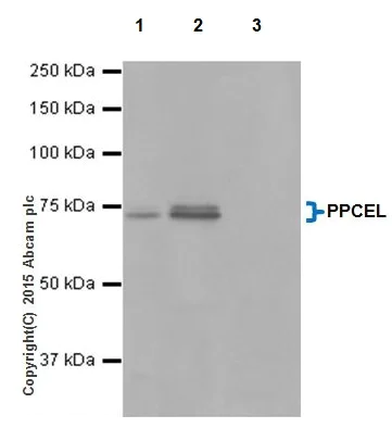 Anti-PPCEL/PREPL antibody [EPR17751] - BSA and Azide free (ab251361 ...