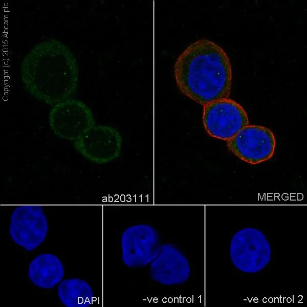 Anti-PPCEL/PREPL antibody [EPR17752] - BSA and Azide free (ab251393 ...