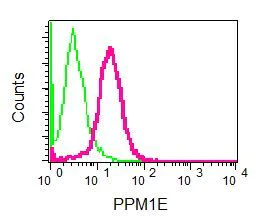 Anti-PPM1E antibody [EPR8722] (ab137023) | Abcam