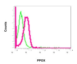 Anti-PPOX antibody [EPR10400] - BSA and Azide free (ab249536) | Abcam