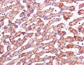 Anti-PPOX antibody [EPR10401] - BSA and Azide free (ab249564) | Abcam