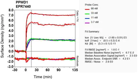 Anti-PPWD1 antibody [EPR7440] - BSA and Azide free (ab248140) | Abcam