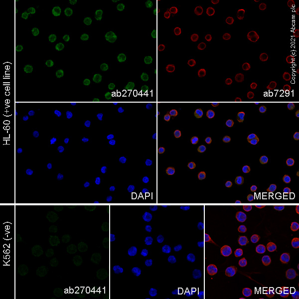 Anti-PR3 antibody [EPR23253-35] (ab270441) | Abcam