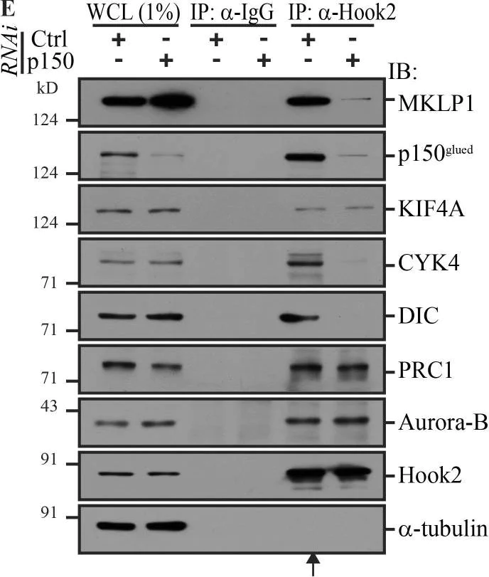 Anti-PRC1 antibody [EP1513Y] (ab51248) | Abcam