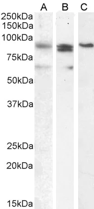 Anti-PRDM1/Blimp1 antibody (ab106766) | Abcam