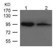 Anti-PRDM1/Blimp1 antibody (ab119401) | Abcam